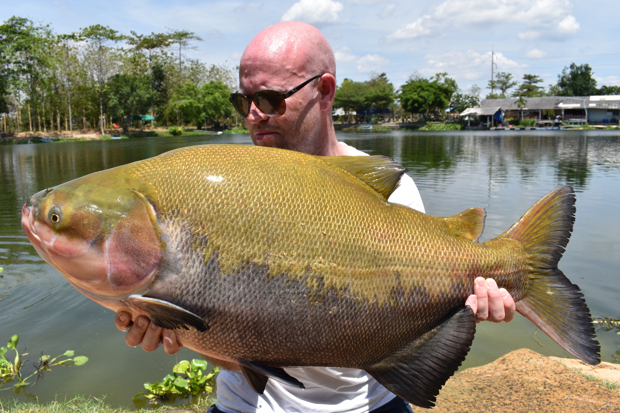 Tambaqui Gallery PTL 3