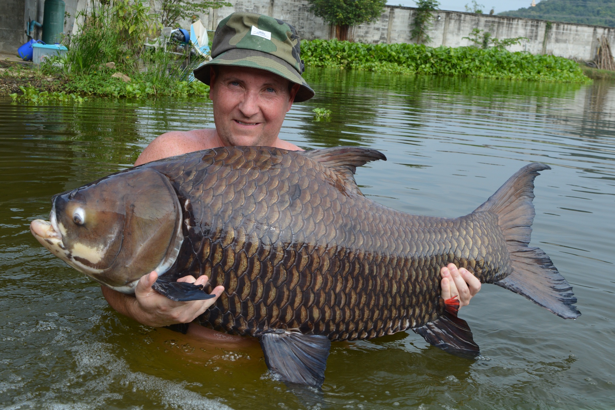 Siamese Carp Gallery PTL 13