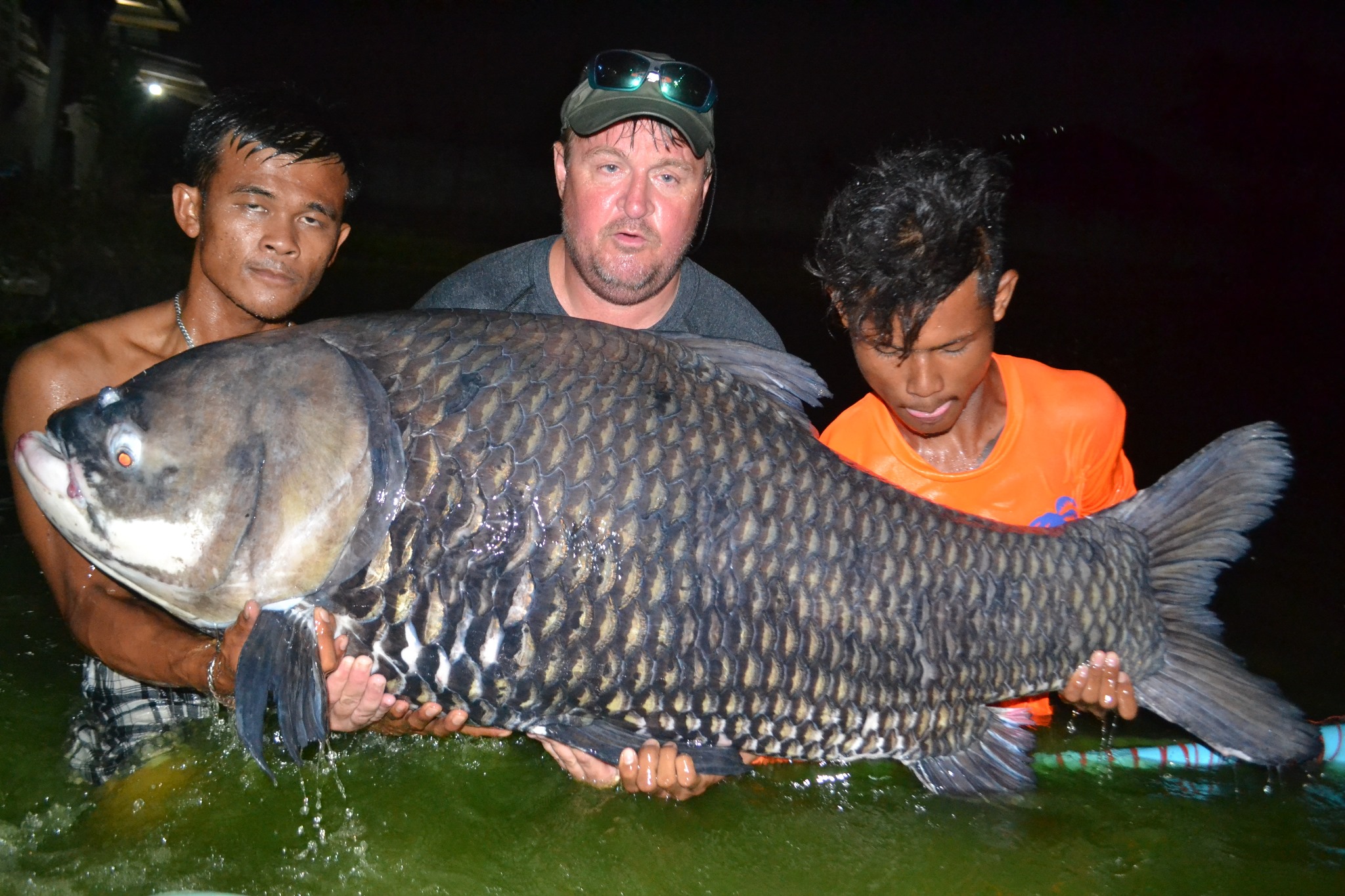 Siamese Carp Gallery PTL 11