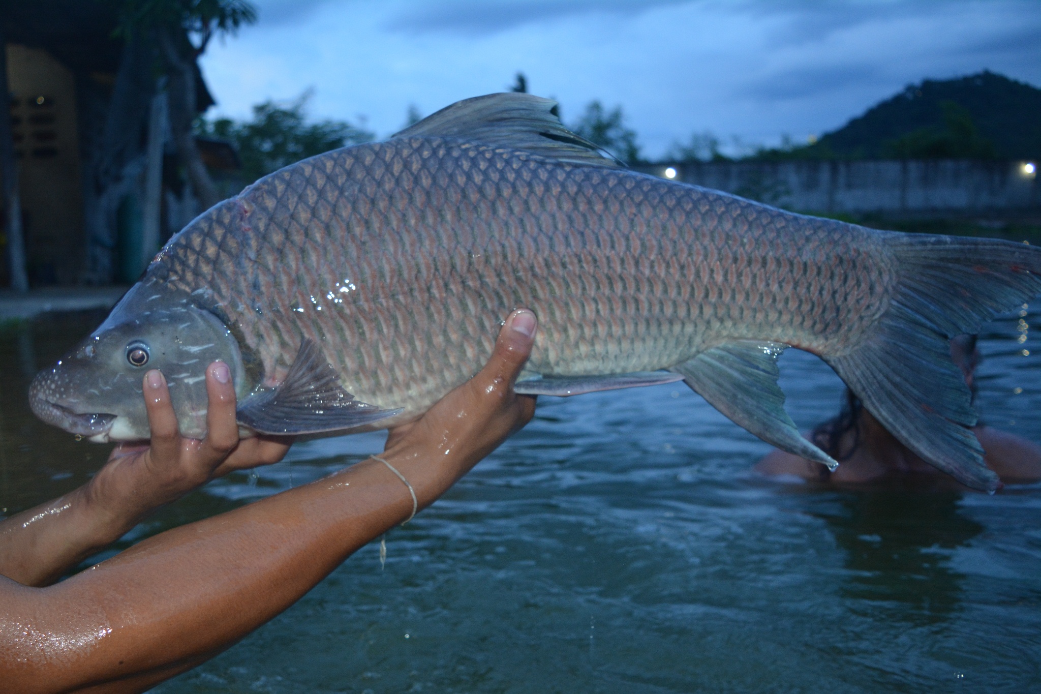 Guided Fishing Holidays in Thailand at Palm Tree Lagoon Photo Image ...