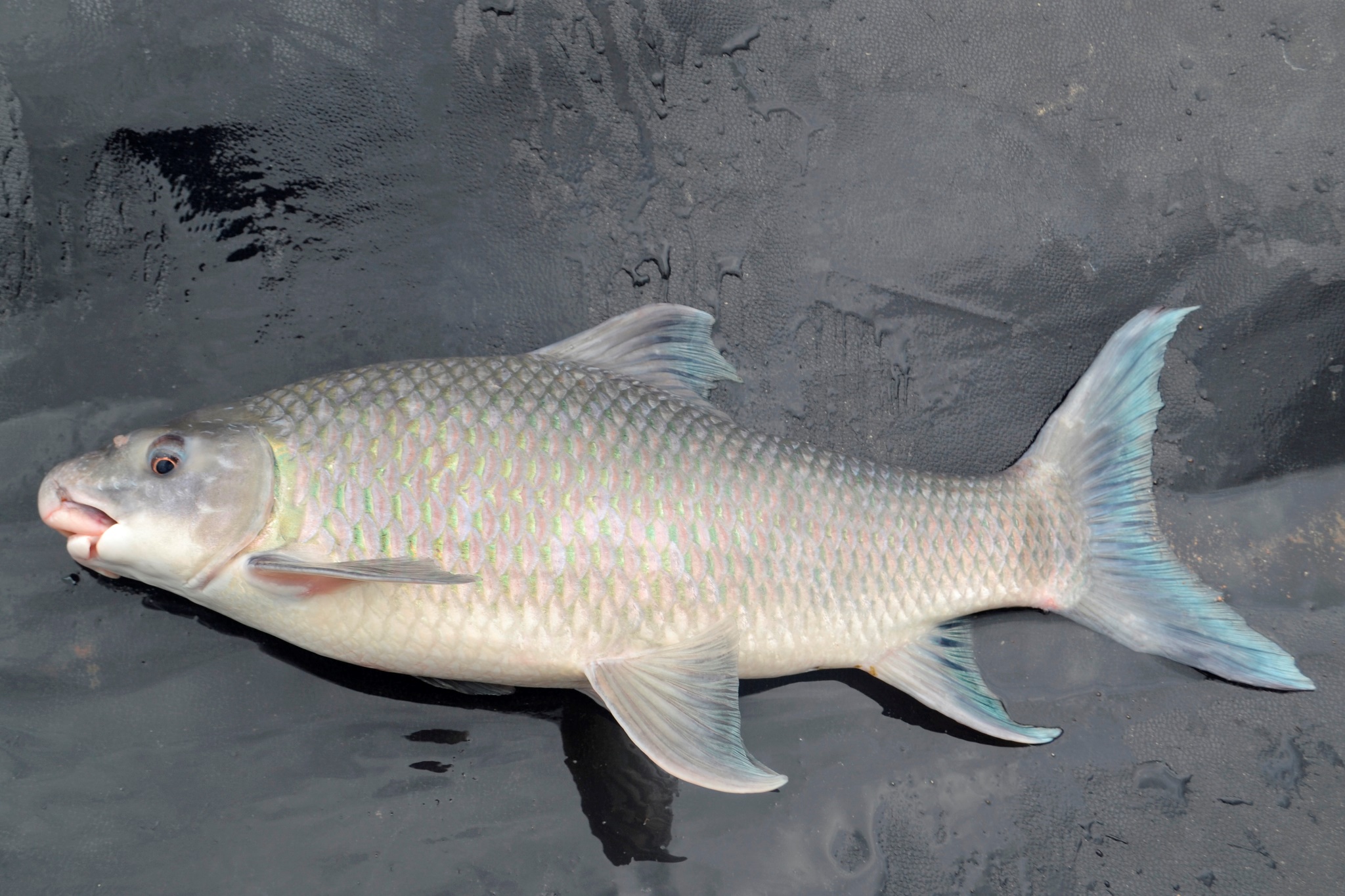 Guided Fishing Holidays in Thailand at Palm Tree Lagoon Photo Image ...